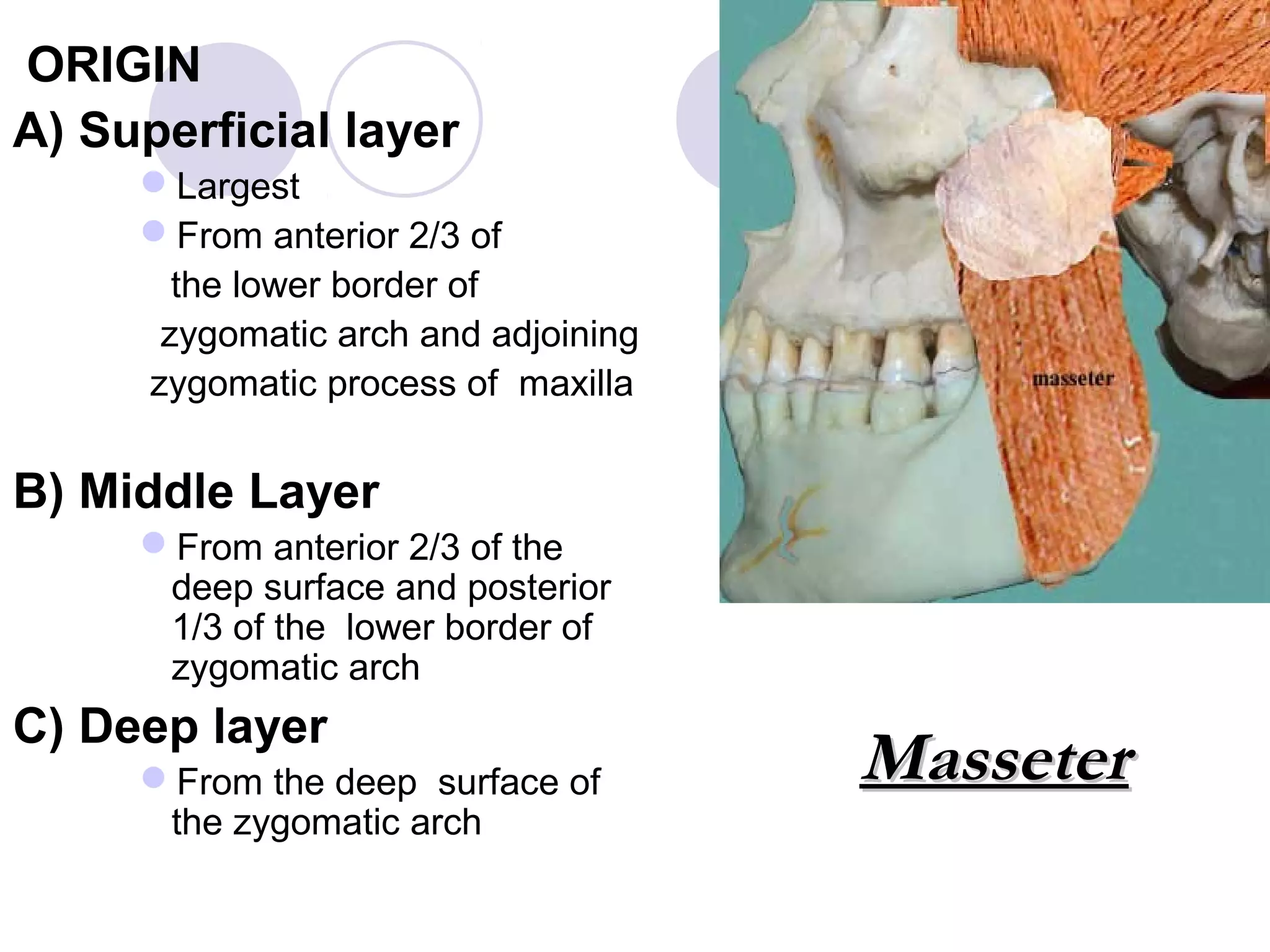 Muscle of mastication and muscle of facial expression | PPT