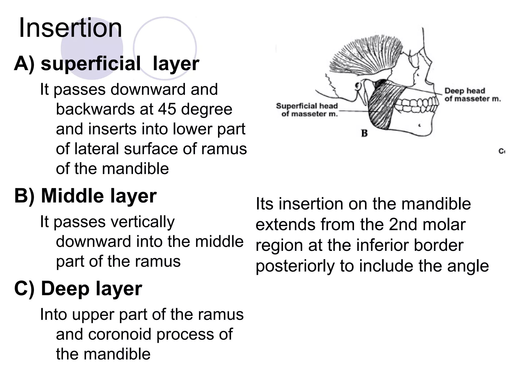 Muscle of mastication and muscle of facial expression | PPT