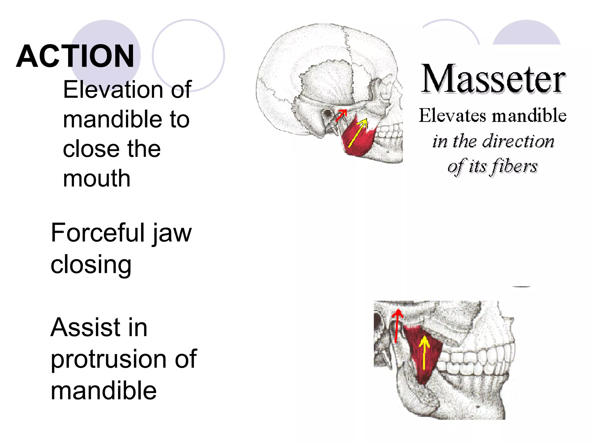 Muscle of mastication and muscle of facial expression | PPT