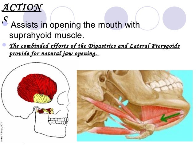 Muscle of mastication and muscle of facial expression