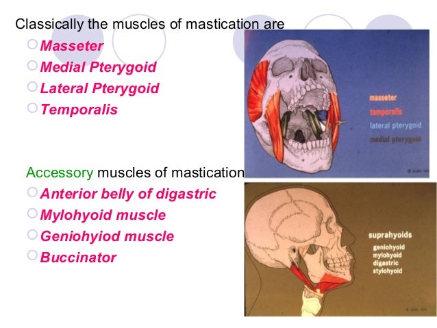 Muscle of mastication and muscle of facial expression