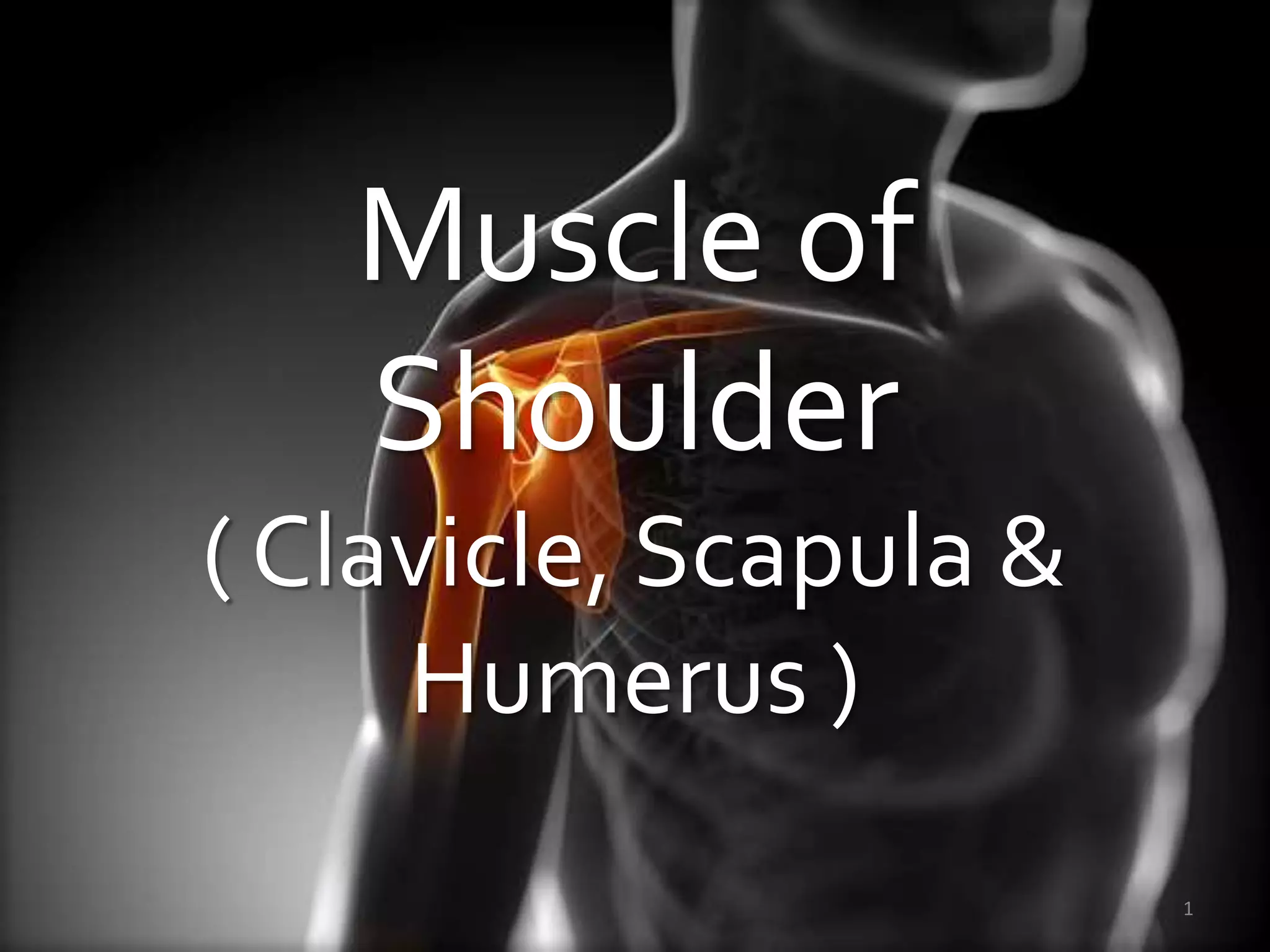 Muscle of shoulder (clavicle, scapula & humerus) | PPTX