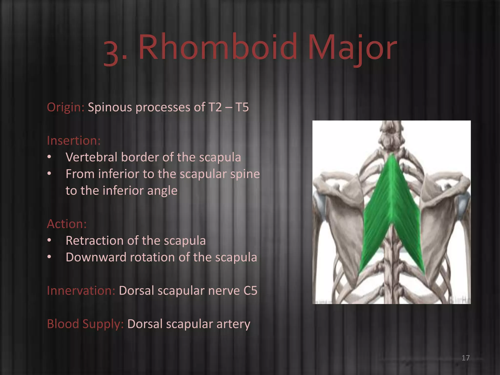 Muscle of shoulder (clavicle, scapula & humerus) | PPTX