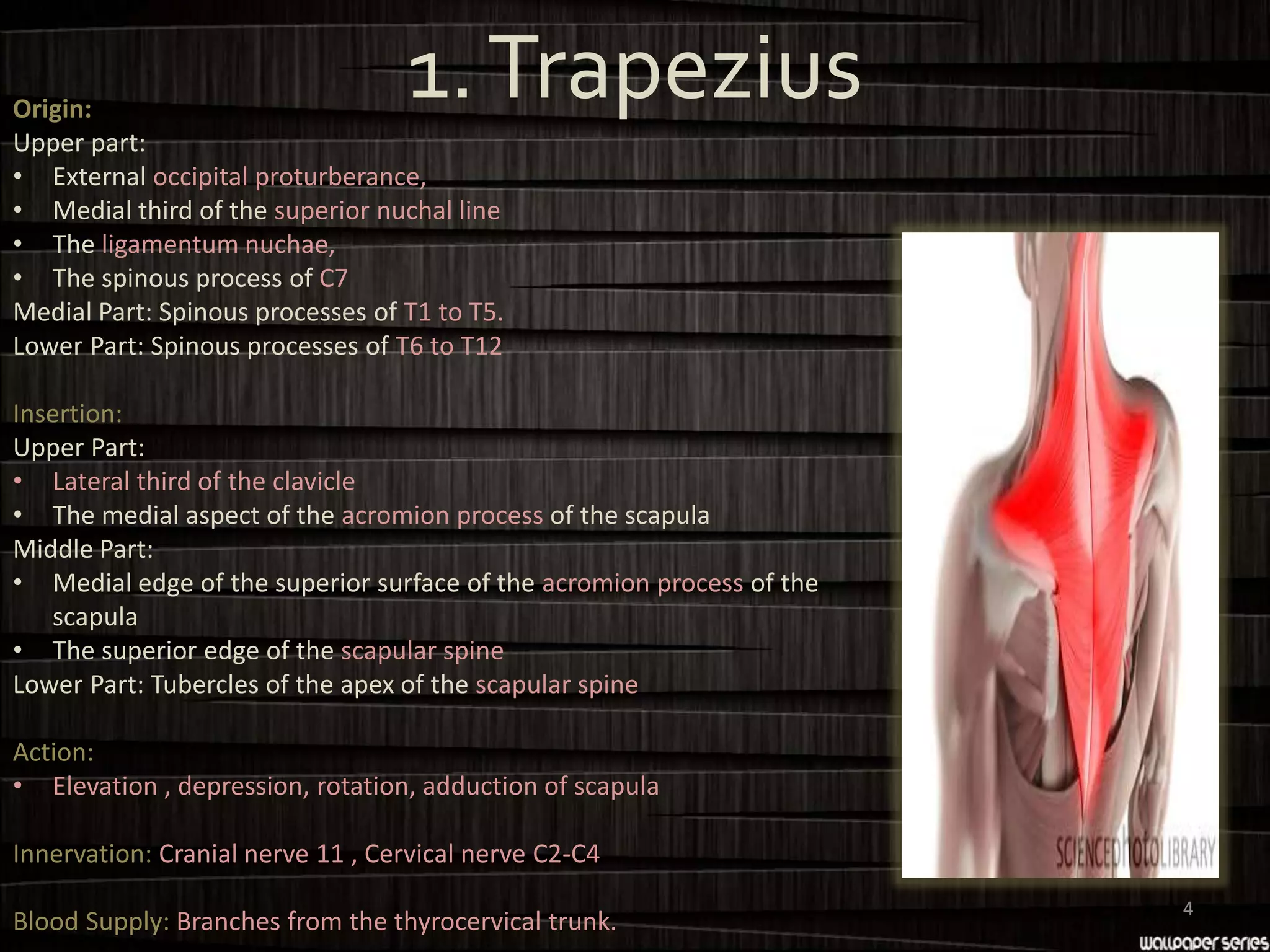 Muscle of shoulder (clavicle, scapula & humerus) | PPTX