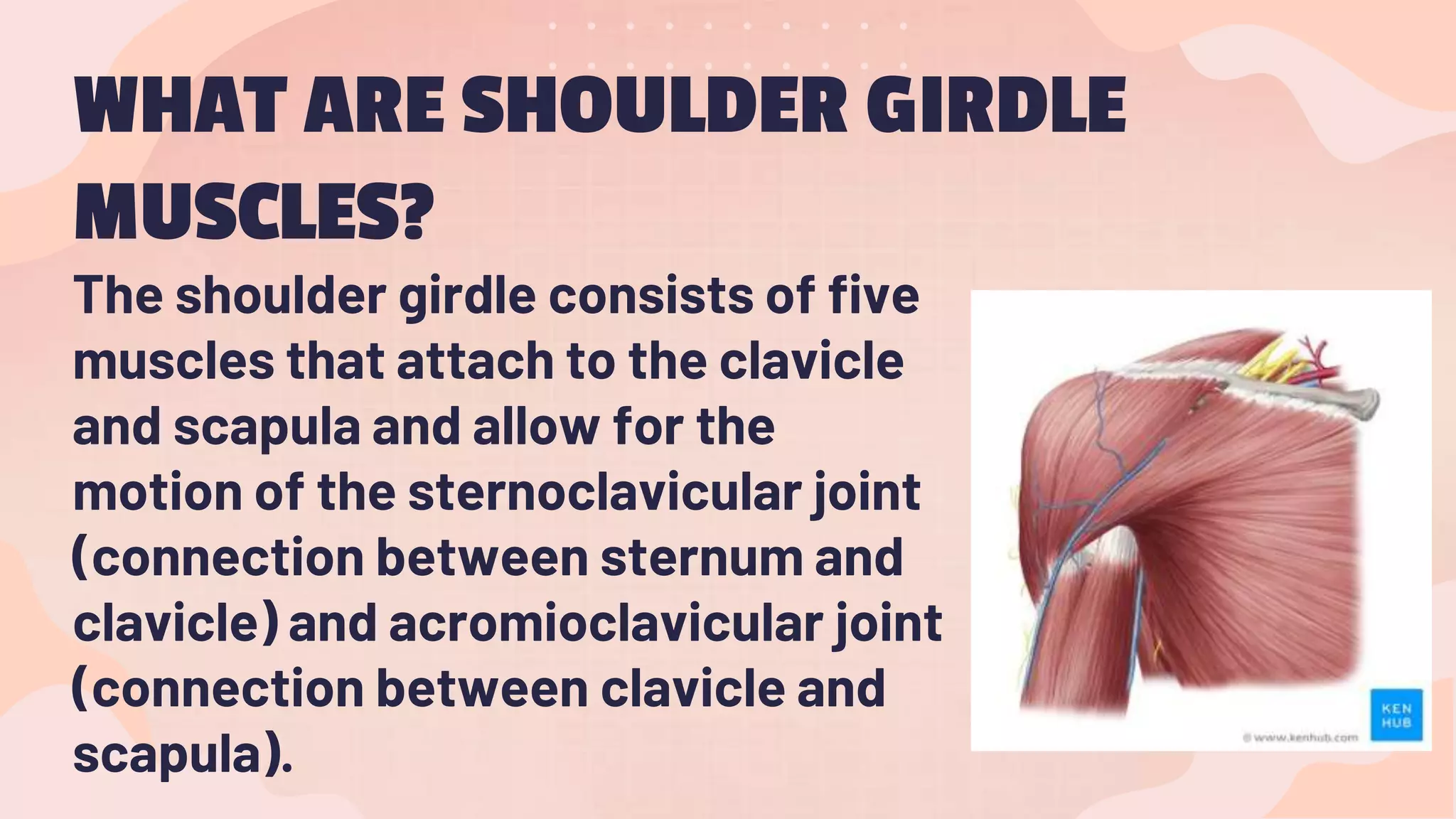 Muscle of Shoulder Girdle | PPT