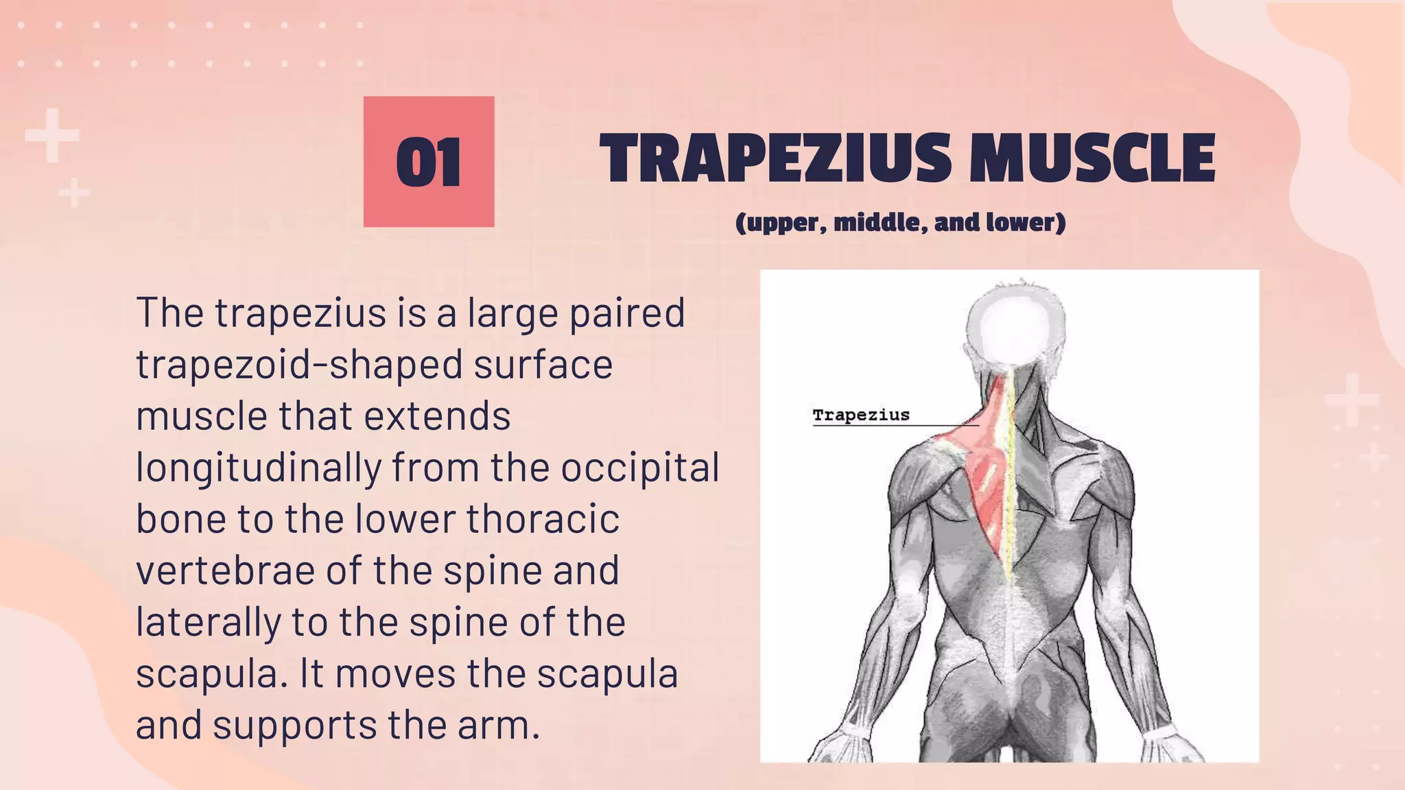 Muscle of Shoulder Girdle | PPTX