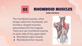 Muscle of Shoulder Girdle | PPTX