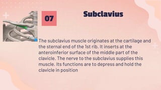 Muscle of Shoulder Girdle | PPTX