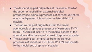 Muscle of Shoulder Girdle | PPTX