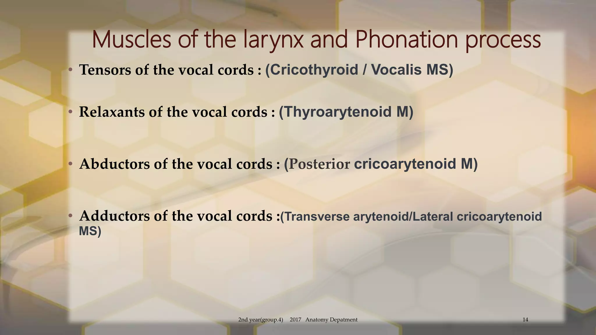 Muscles of the speech | PPSX