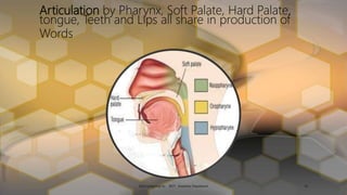 Muscles of the speech | PPSX