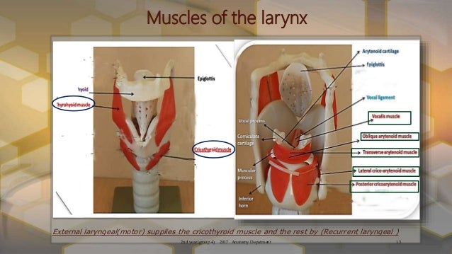 Humans use a total of 72 different muscles in speech | The Fact Base