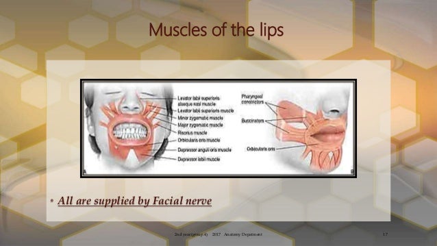 Humans use a total of 72 different muscles in speech | The Fact Base