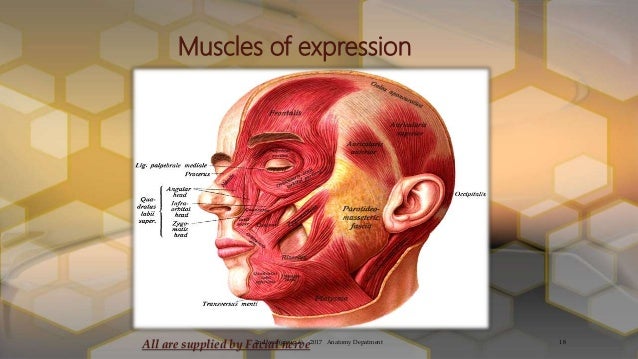 Muscles of the speech