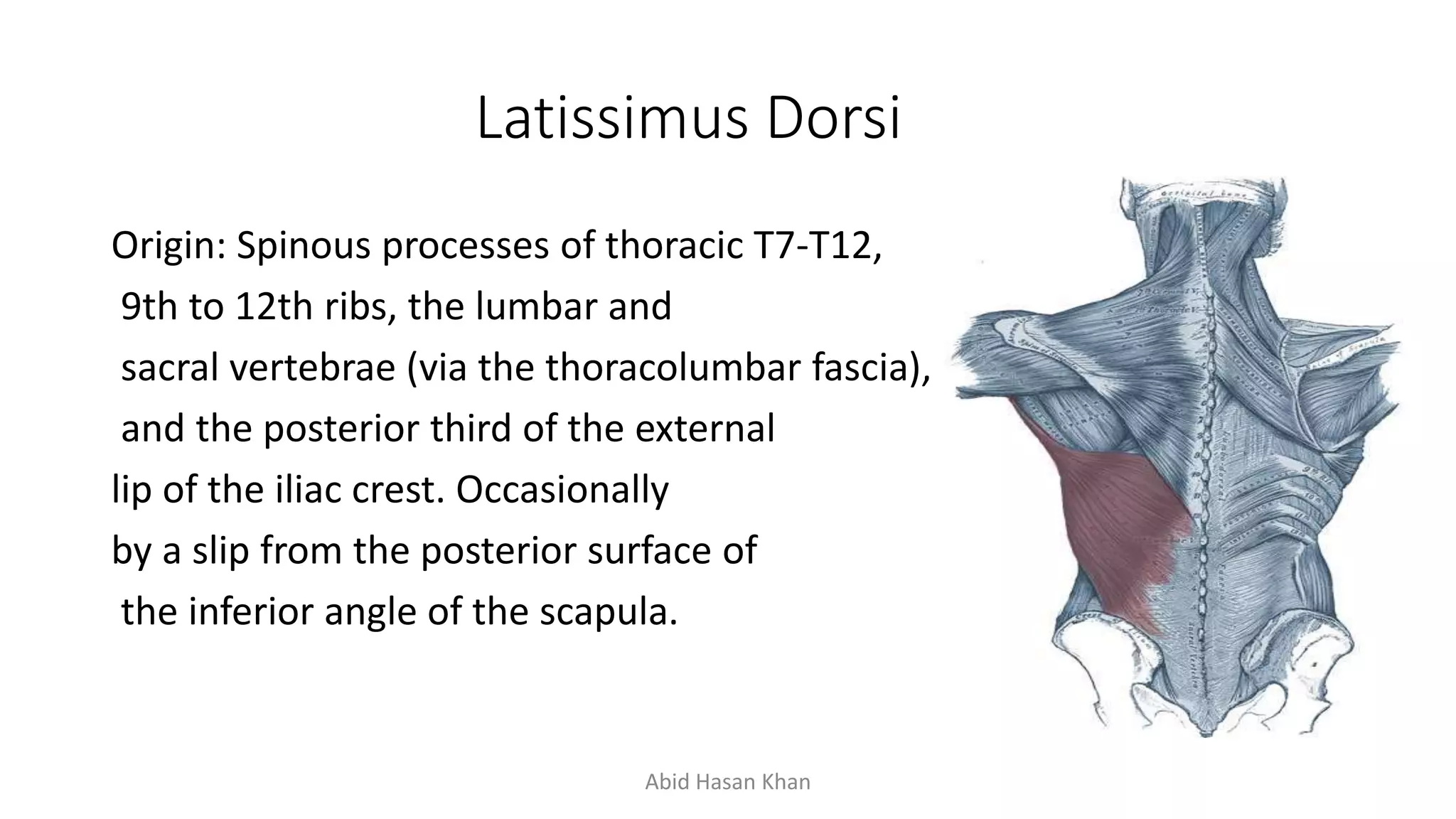 Muscles of thorax | PPTX