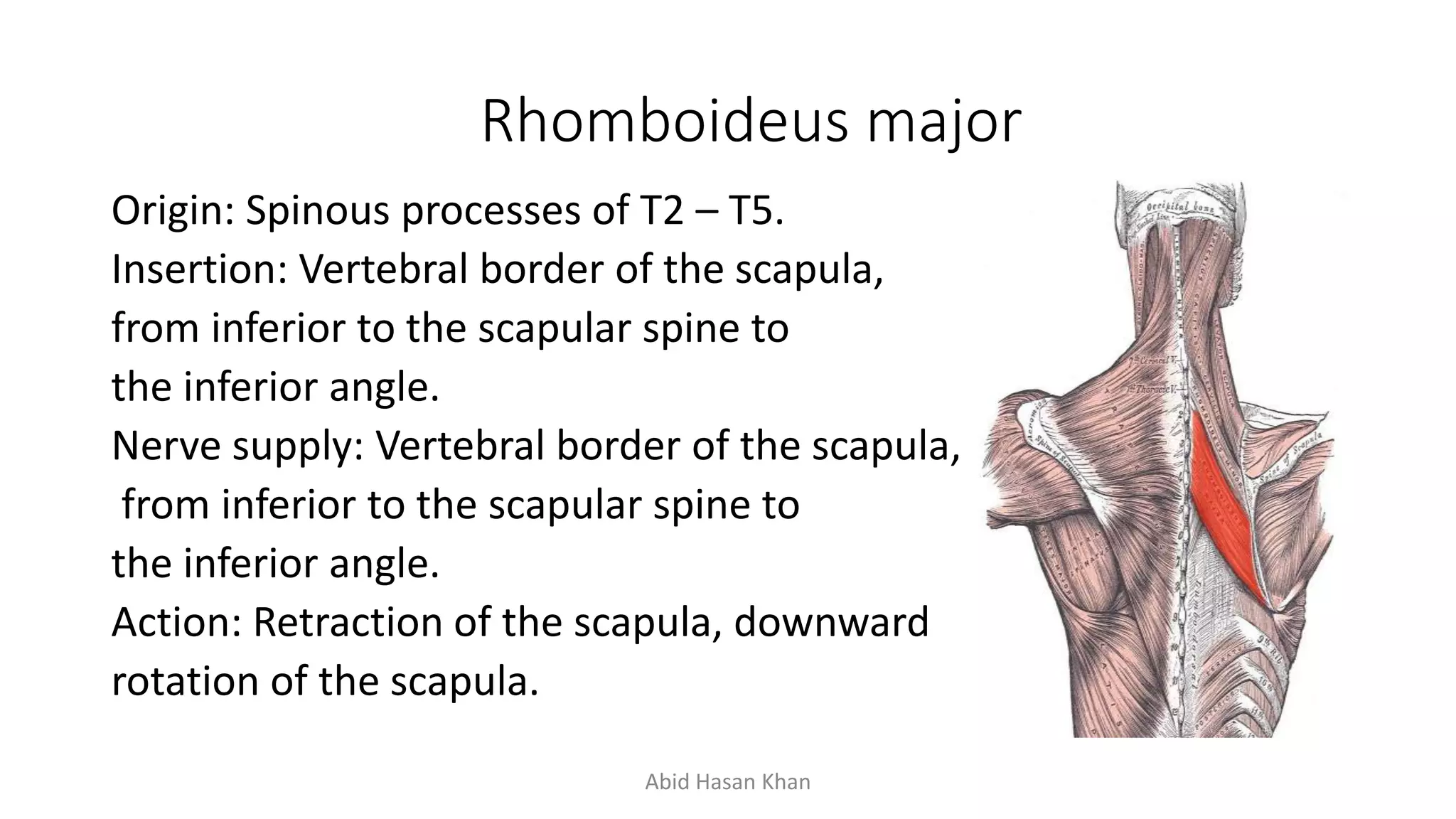 Muscles of thorax | PPTX