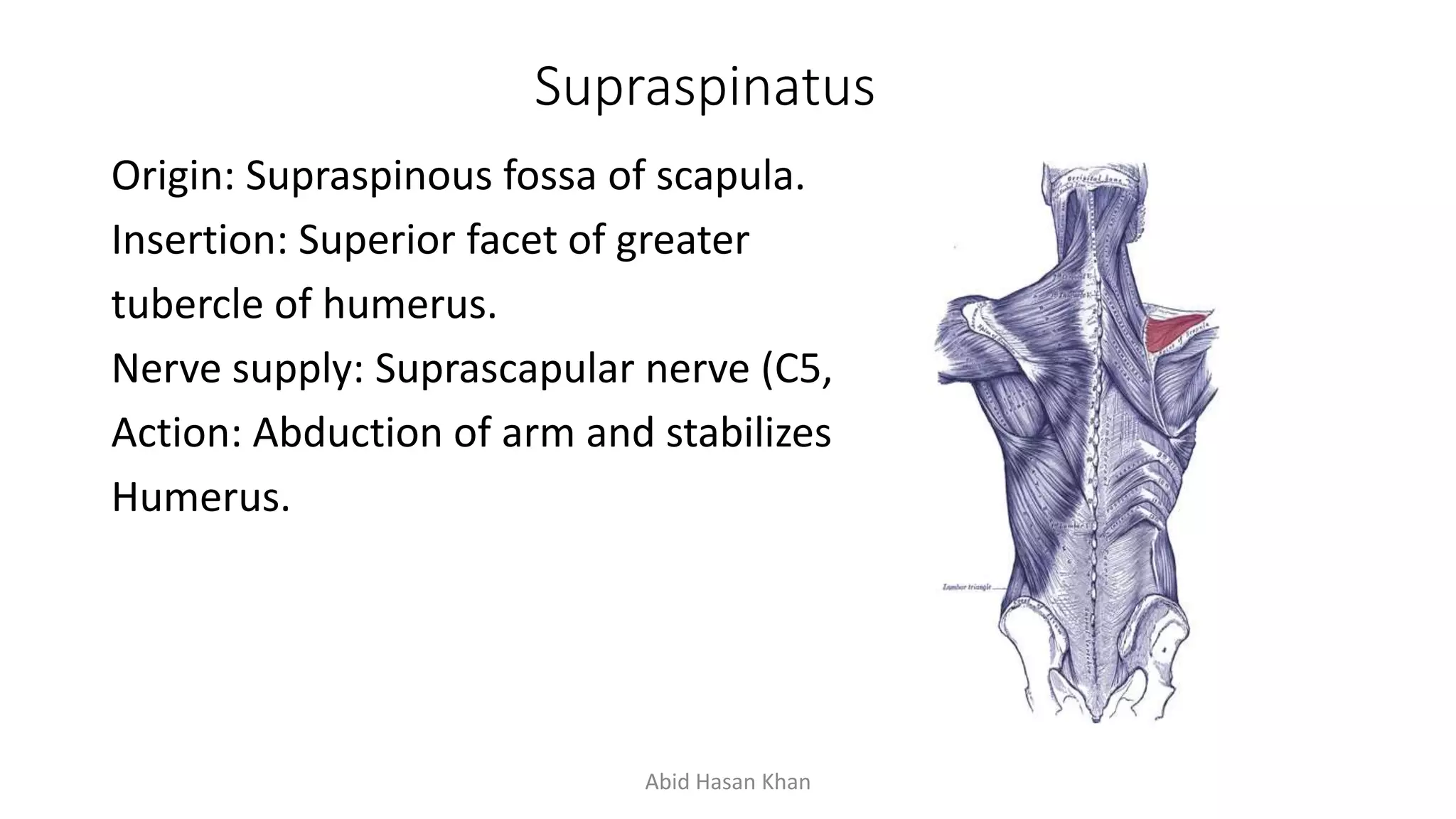 Muscles of thorax | PPTX