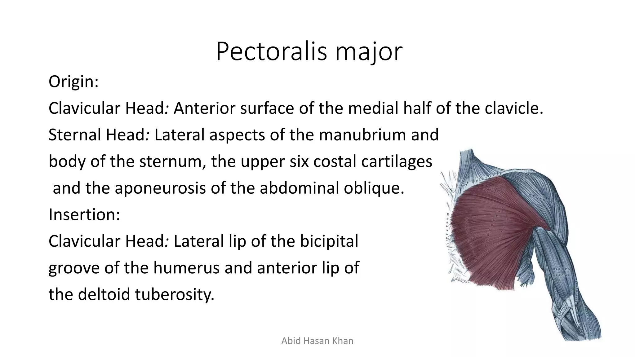Muscles of thorax | PPTX