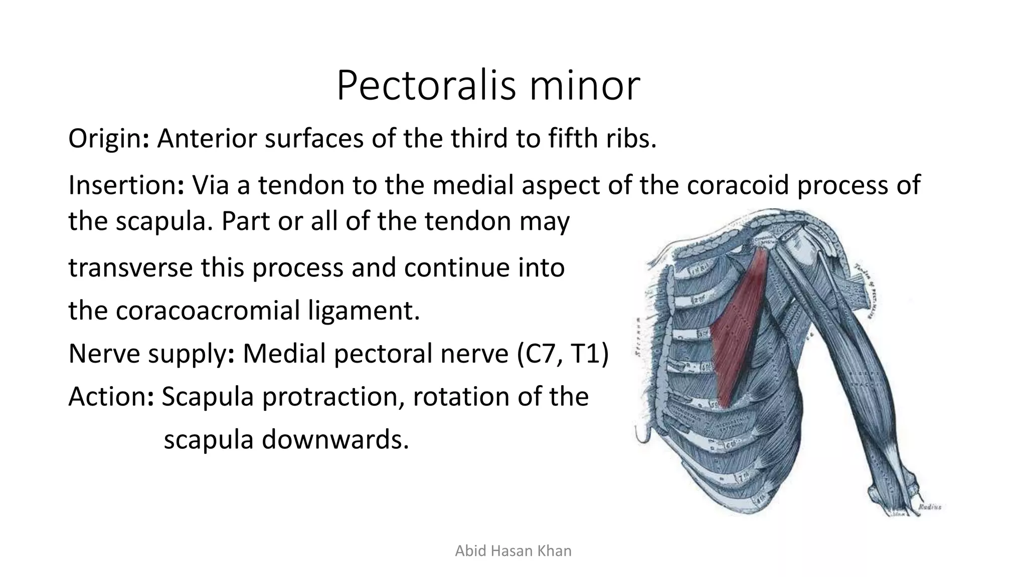 Muscles of thorax | PPTX