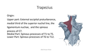 Muscles of thorax | PPTX
