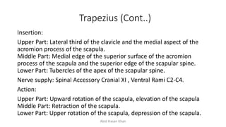 Muscles of thorax | PPTX