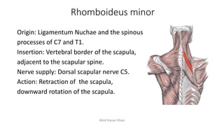 Muscles of thorax | PPTX