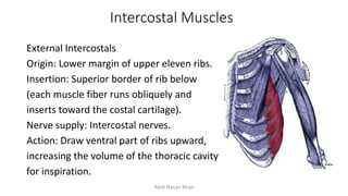 Muscles of thorax | PPTX