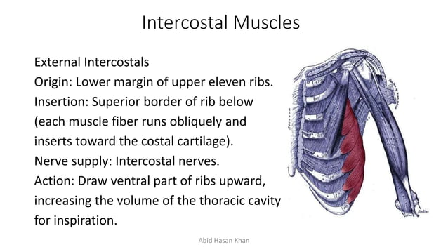 Muscles of thorax | PPTX