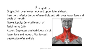 Muscles of thorax | PPTX