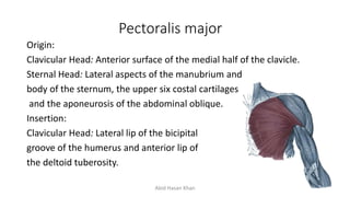 Muscles of thorax | PPTX