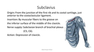 Muscles of thorax | PPTX