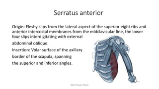 Muscles of thorax | PPTX