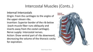Internal Intercostals Origin And Insertion