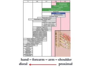 MUSCLE ORGANIZATION OF THE UPPER LIMBS.ppt