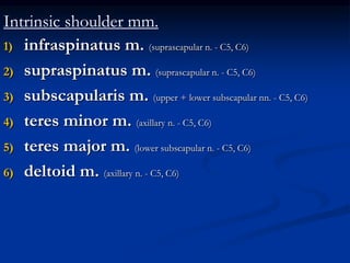 MUSCLE ORGANIZATION OF THE UPPER LIMBS.ppt