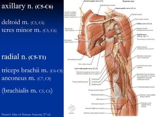 MUSCLE ORGANIZATION OF THE UPPER LIMBS.ppt