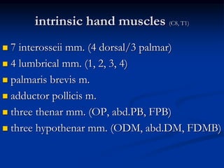 MUSCLE ORGANIZATION OF THE UPPER LIMBS.ppt
