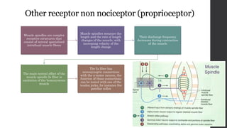 Muscle pain mechanism | PPTX