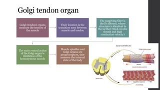 Muscle pain mechanism | PPTX