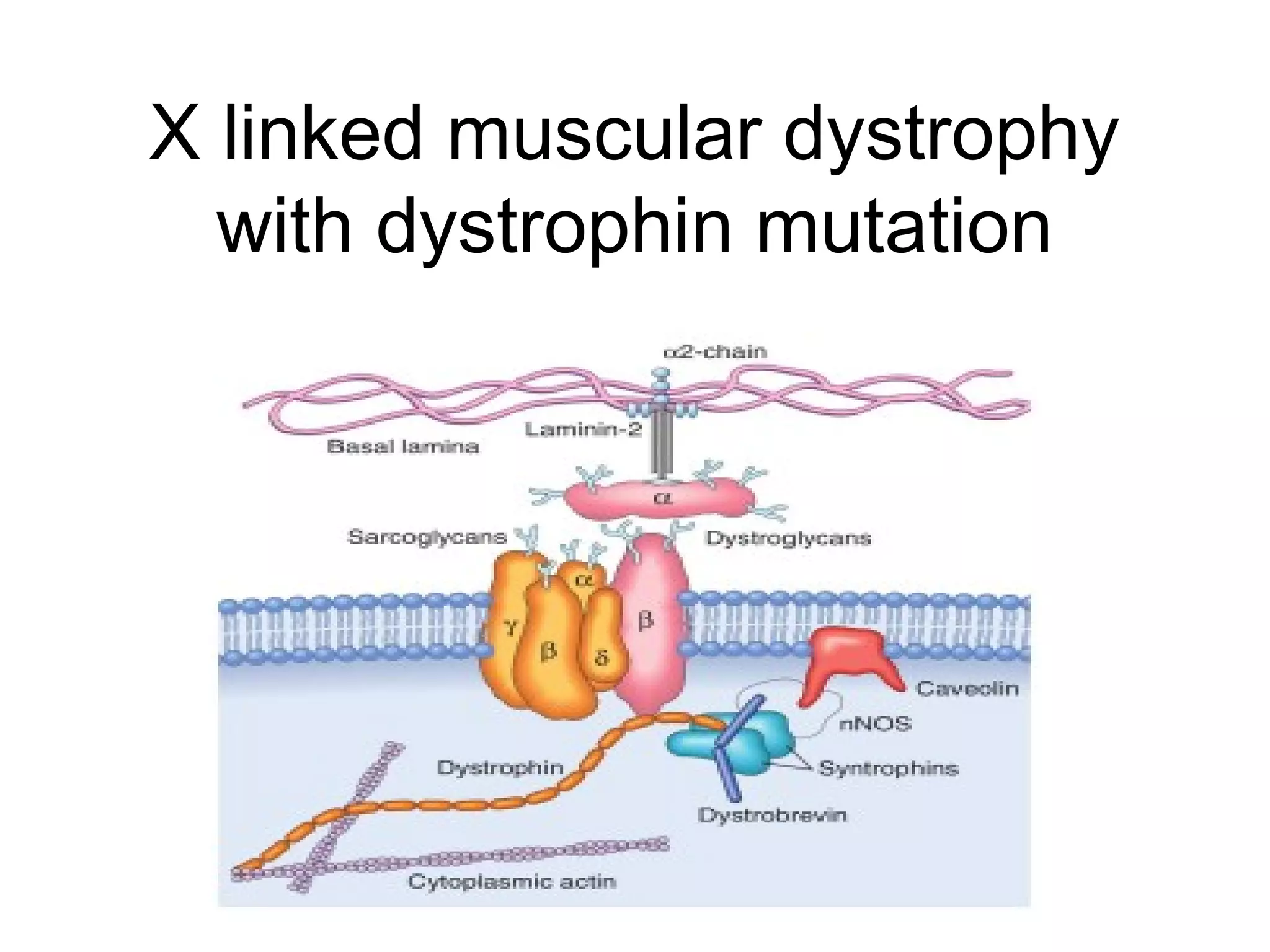 Myopathies - In detail (Classification and images) | PPT