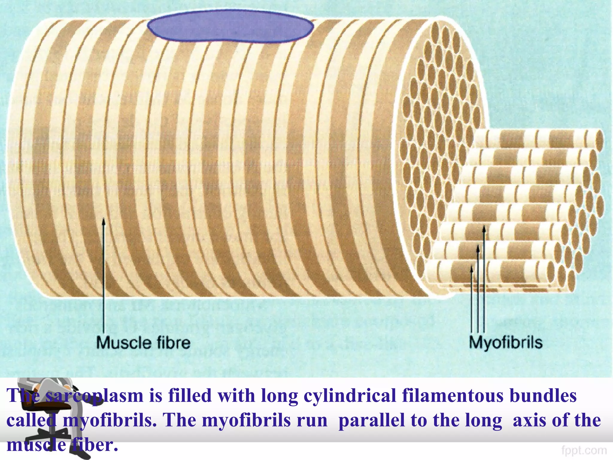 Muscle Contraction physiology | PPT