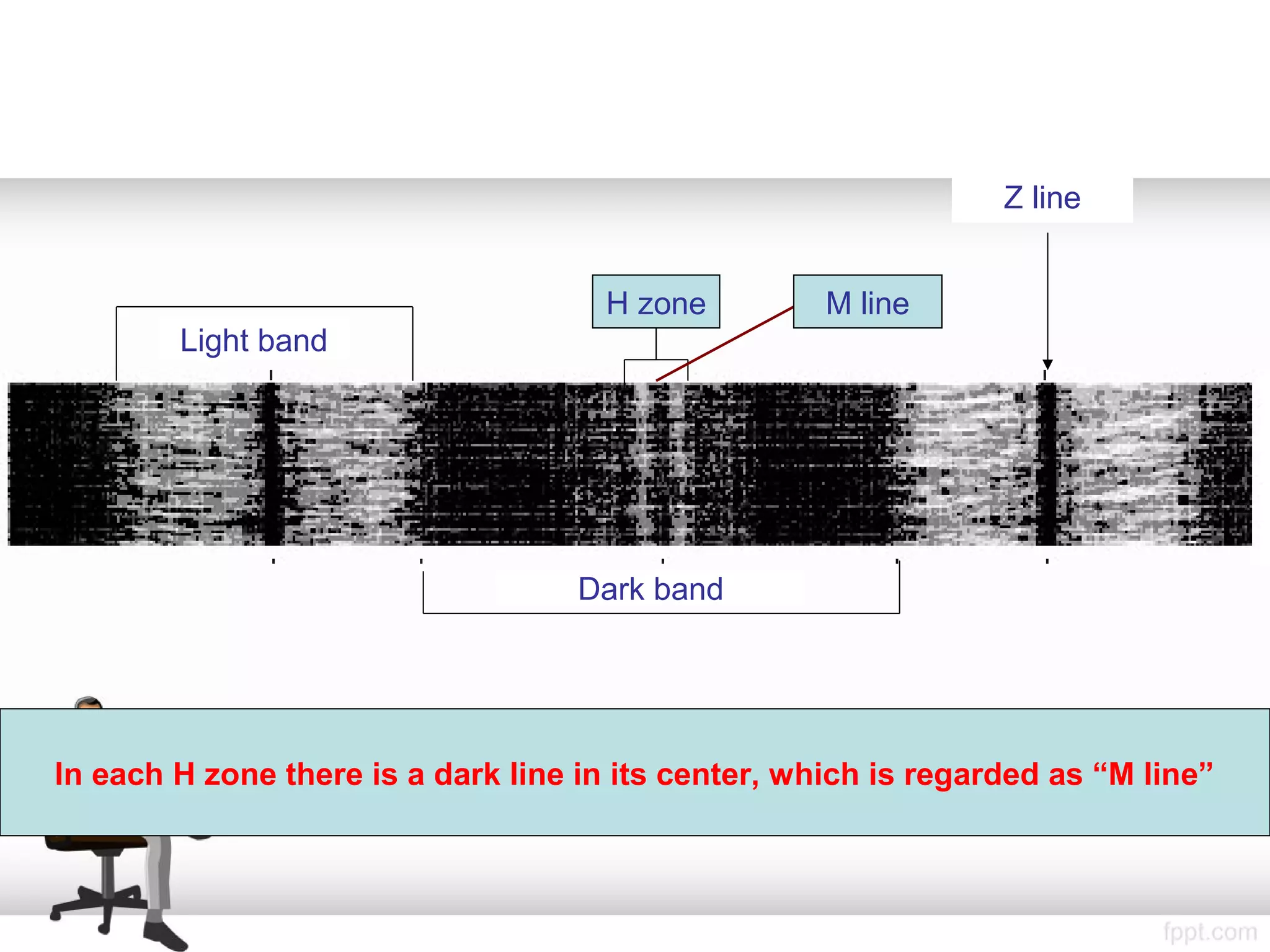 Muscle Contraction physiology | PPT