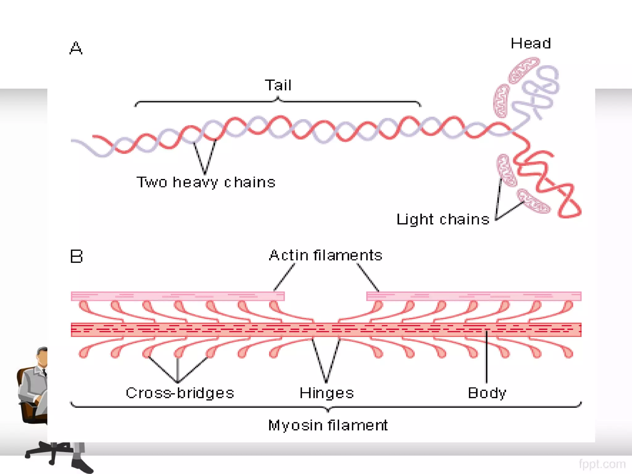Muscle Contraction physiology | PPT