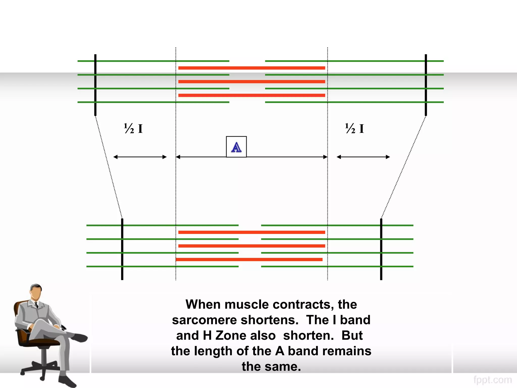 Muscle Contraction physiology | PPT