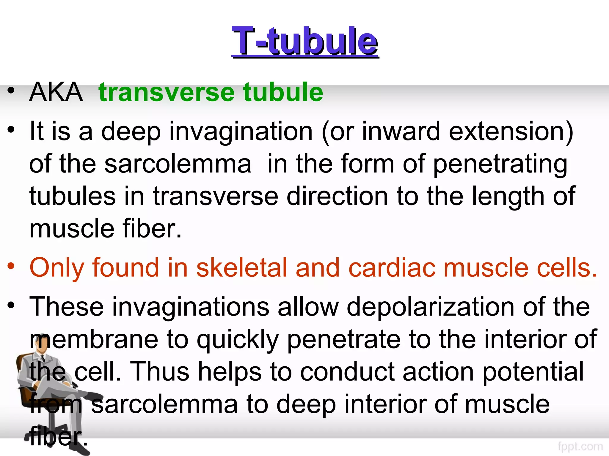 Muscle Contraction physiology | PPT