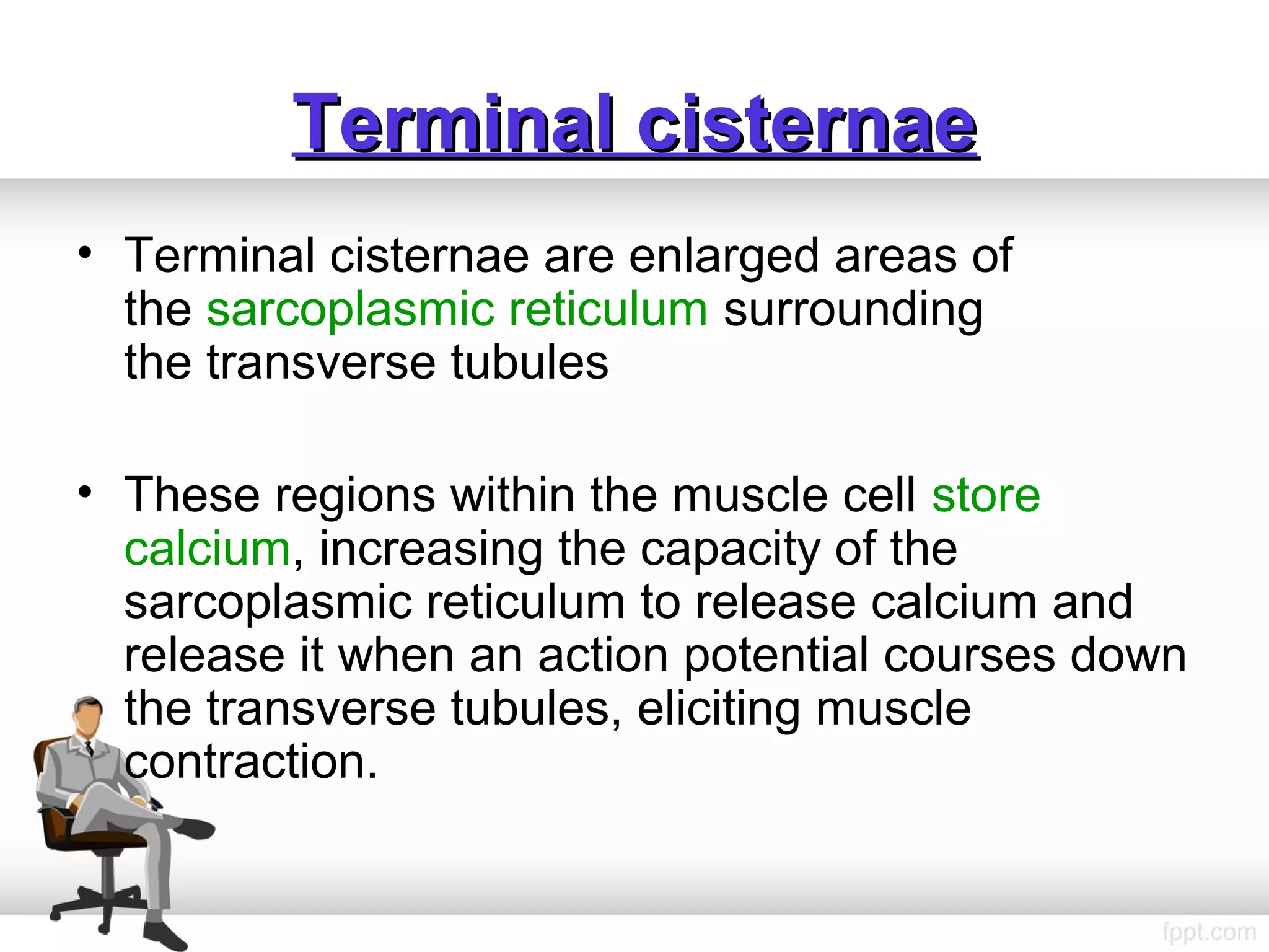 Muscle Contraction physiology | PPT