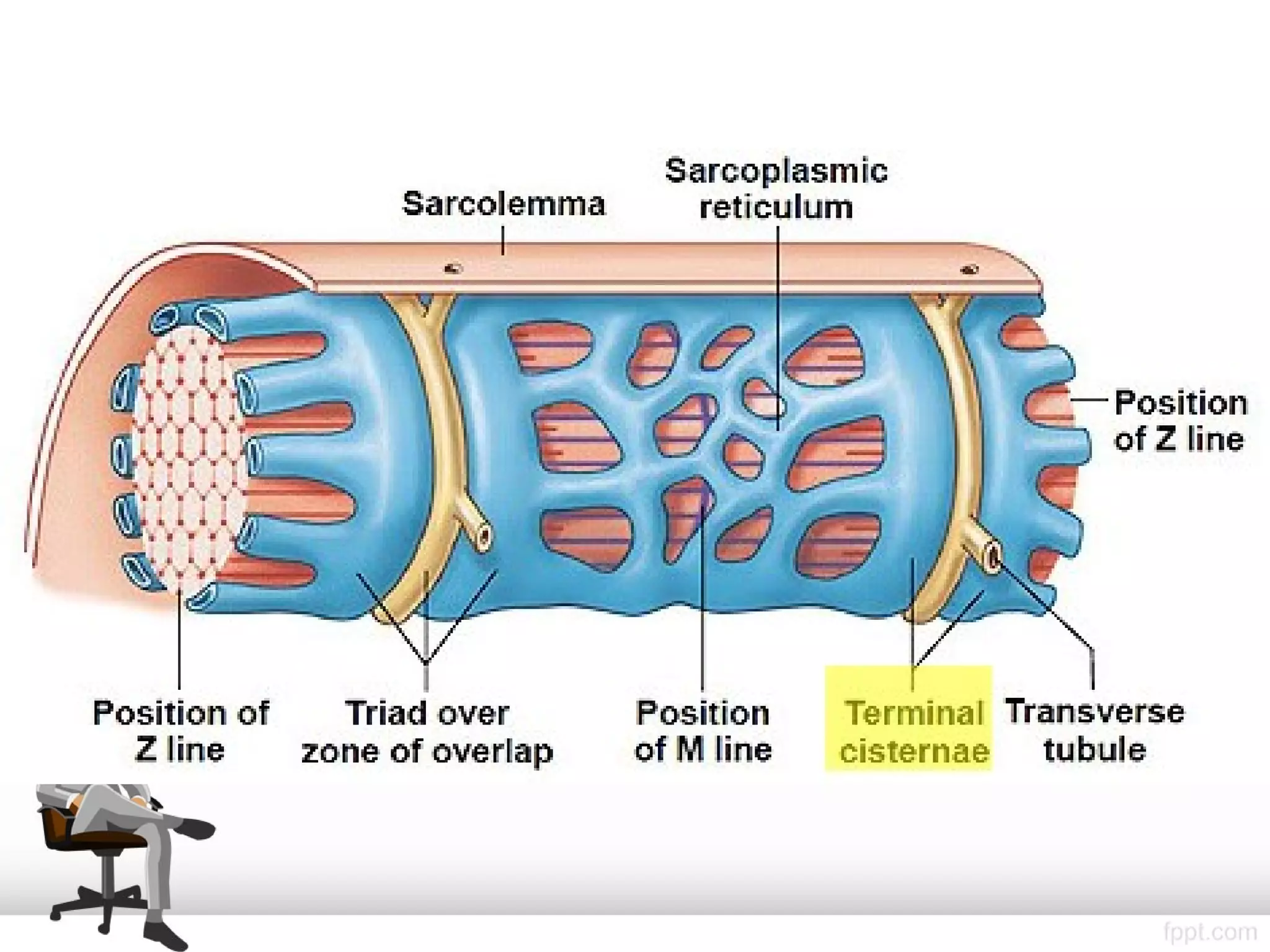 Muscle Contraction physiology | PPT