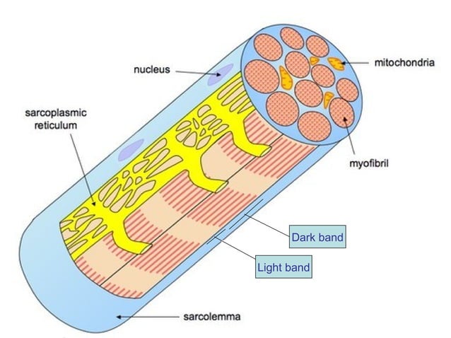 Muscle Contraction physiology | PPT
