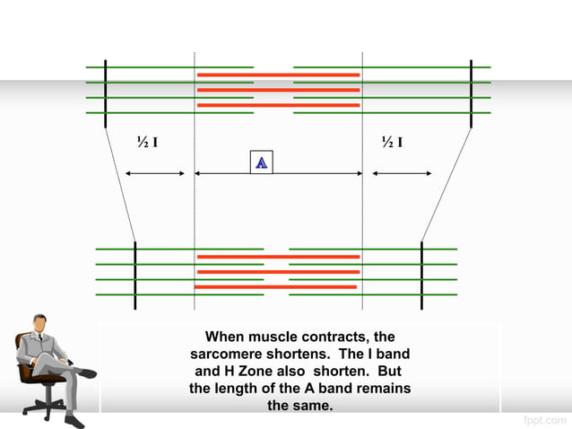 Muscle Contraction physiology | PPT