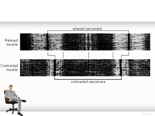 Muscle Contraction physiology | PPT